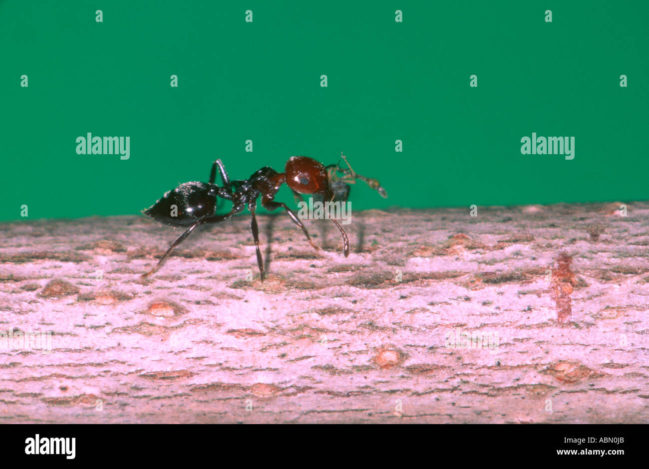 Ant carrying aphid hi-res stock photography and images - Alamy Ant carrying aphid hi-res stock photography and images - Alamy