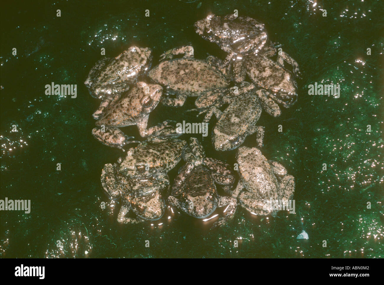 Midwife Toad, Alytes obstetricans. Group of toadlets on pond Stock ...