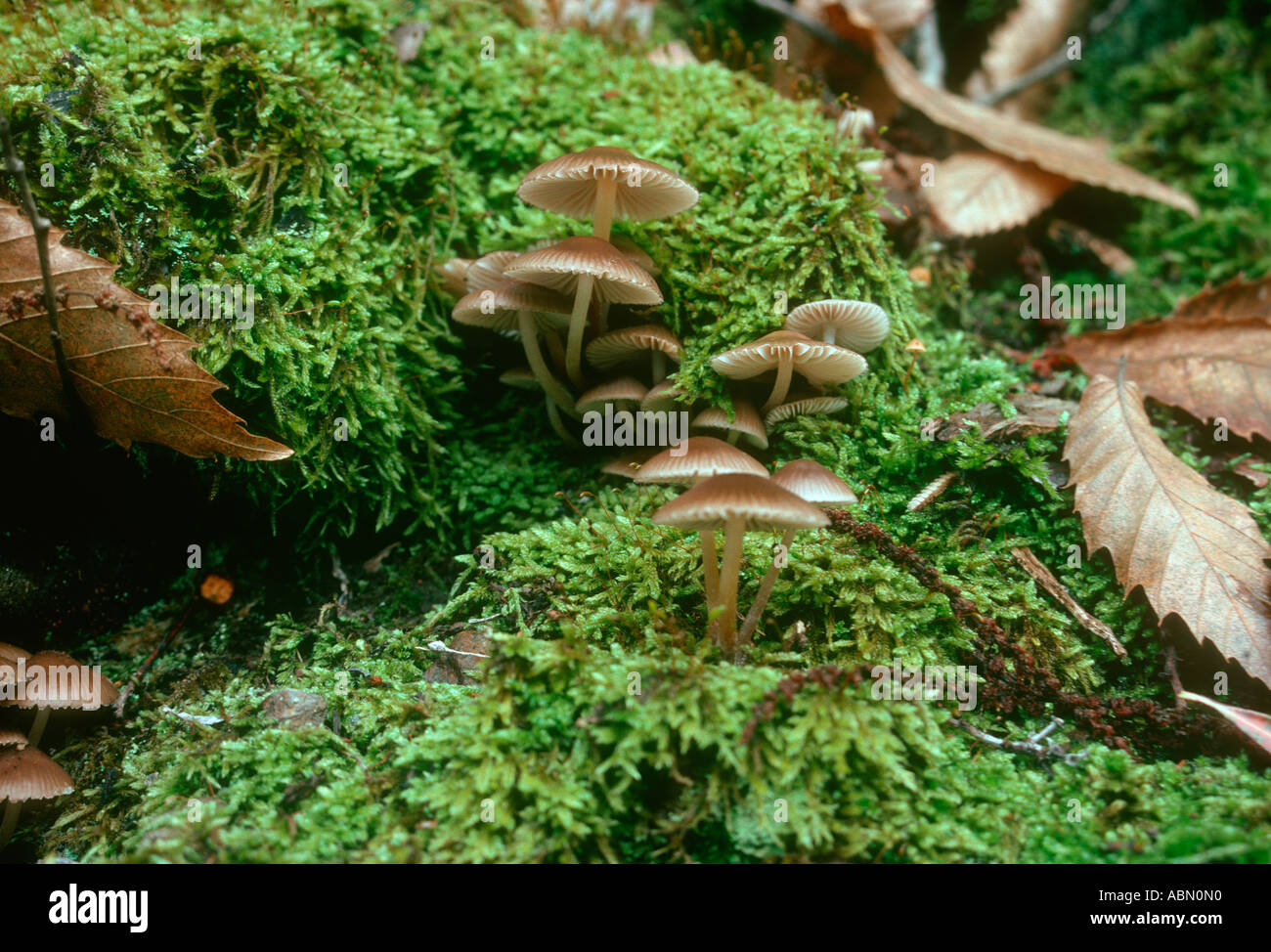 Mushrooms, Mycena sp. Group on moss Stock Photo - Alamy