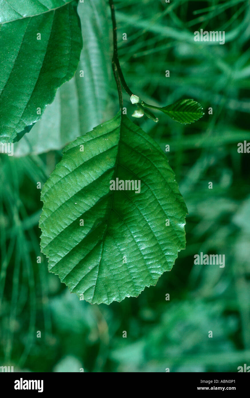 Common Alder Tree, Alnus glutinosa. Leaf close-up Stock Photo - Alamy