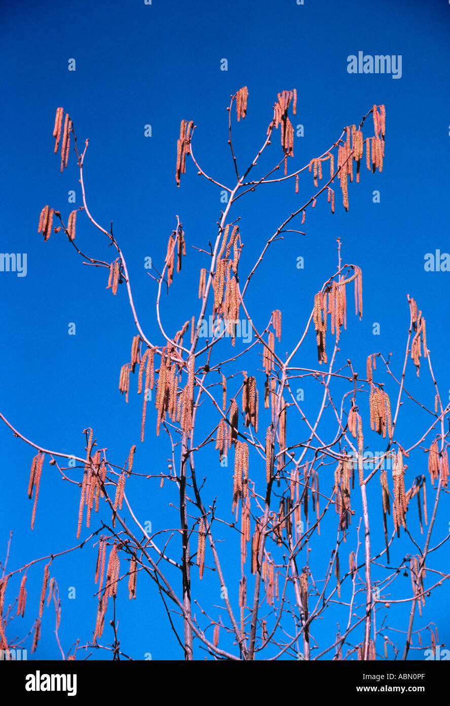 Male hazel flowers hi-res stock photography and images - Alamy