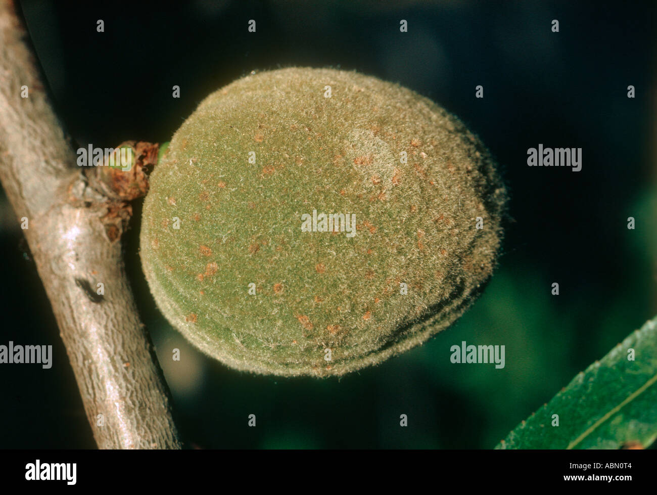Almond tree farm hi-res stock photography and images - Alamy