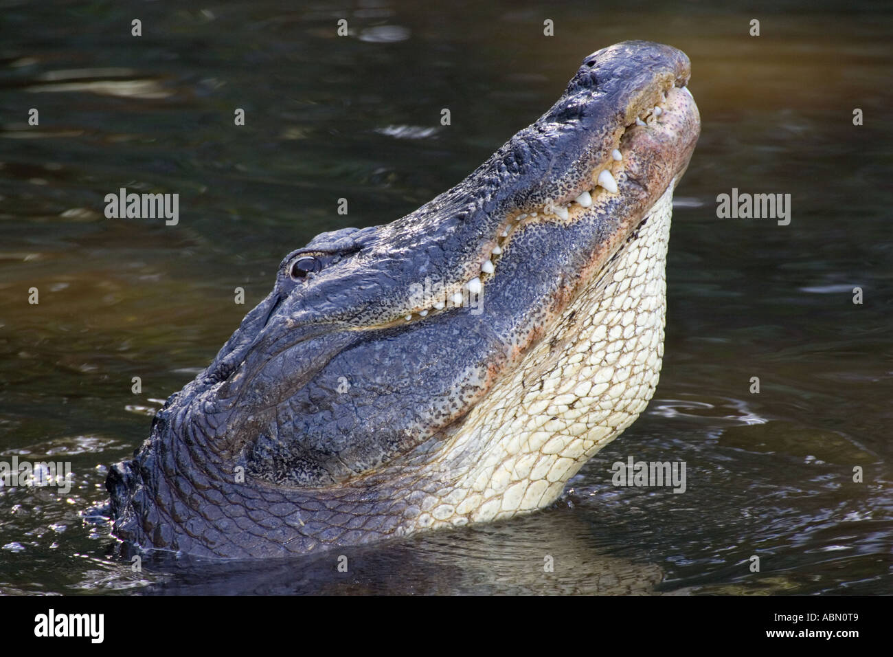 Alligator roar hi-res stock photography and images - Alamy