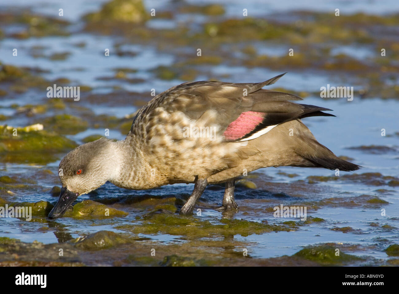 Patagonian Crested Duck Brown Duck Adult in breeding plumage feeding in ...