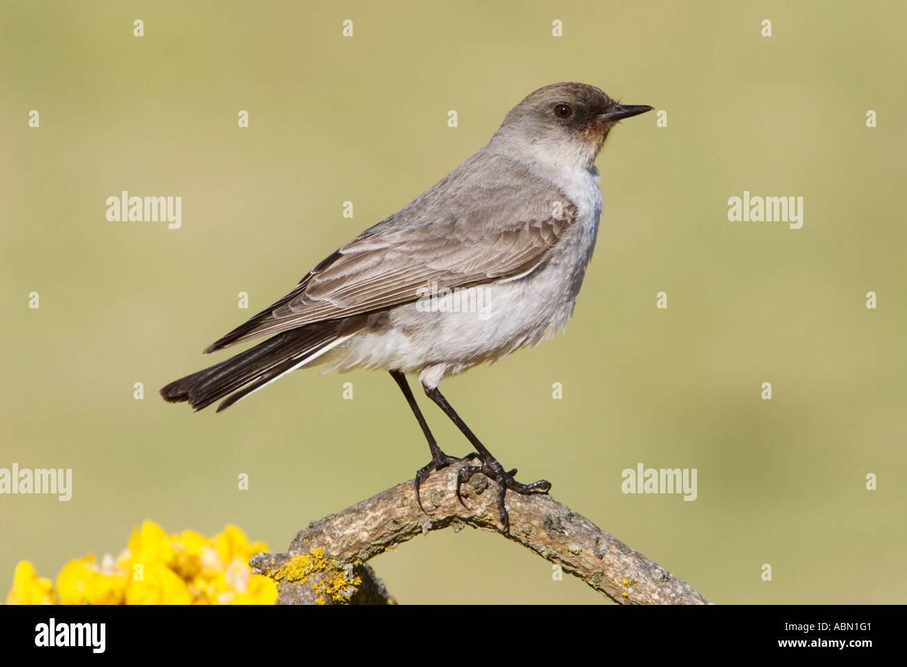 Atlantic gorse hi-res stock photography and images - Alamy