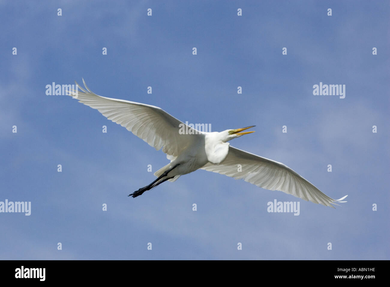 Great Egret Adult bird in flight calling Stock Photo - Alamy