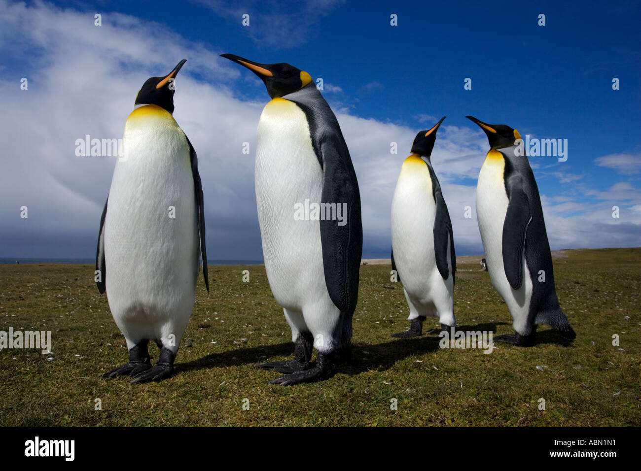 King penguin mating ritual hi-res stock photography and images - Alamy