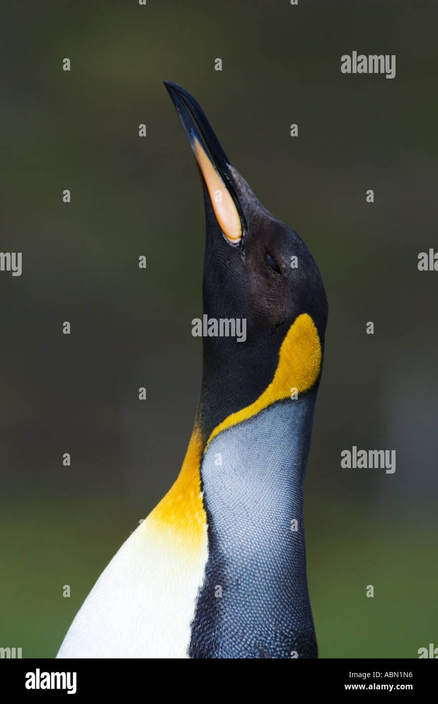 King Penguin Adult bird courtship display neck stretch prior to calling ...