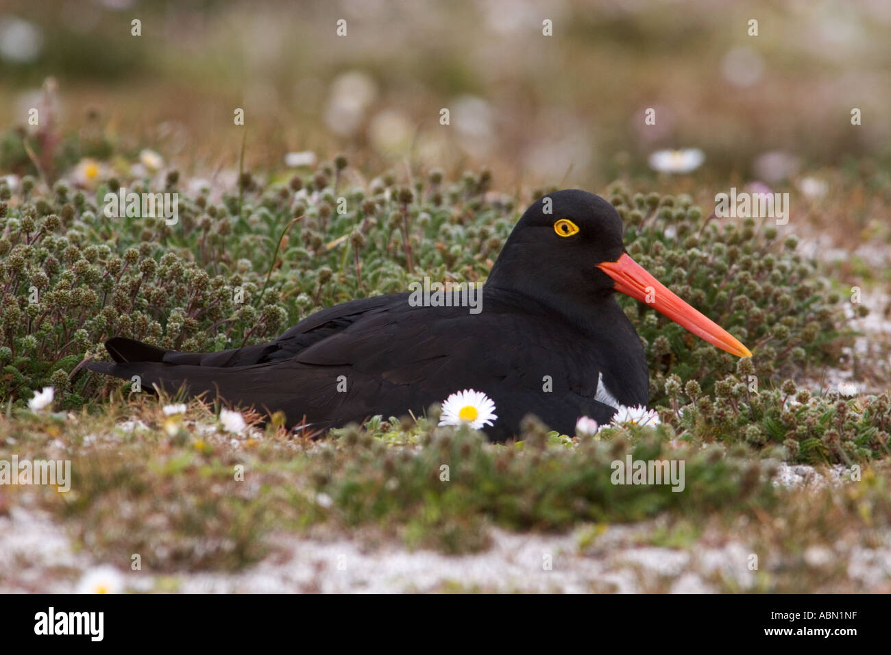 Magellanic Oystercatcher Adult bird sat on nest brooding eggs Stock ...