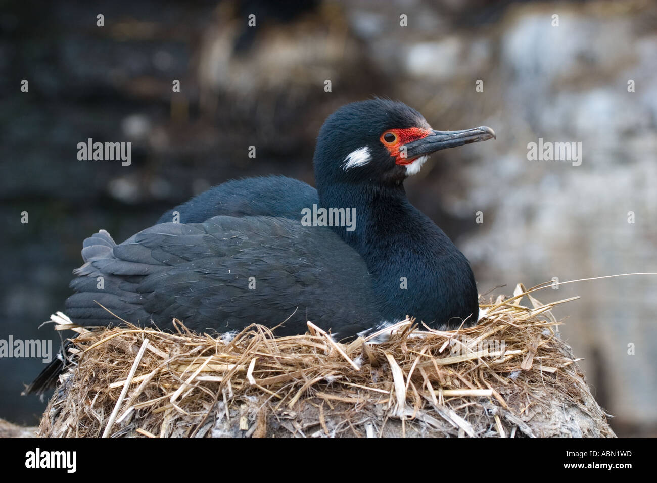Rock Shag Adult bird brooding on nest Stock Photo - Alamy