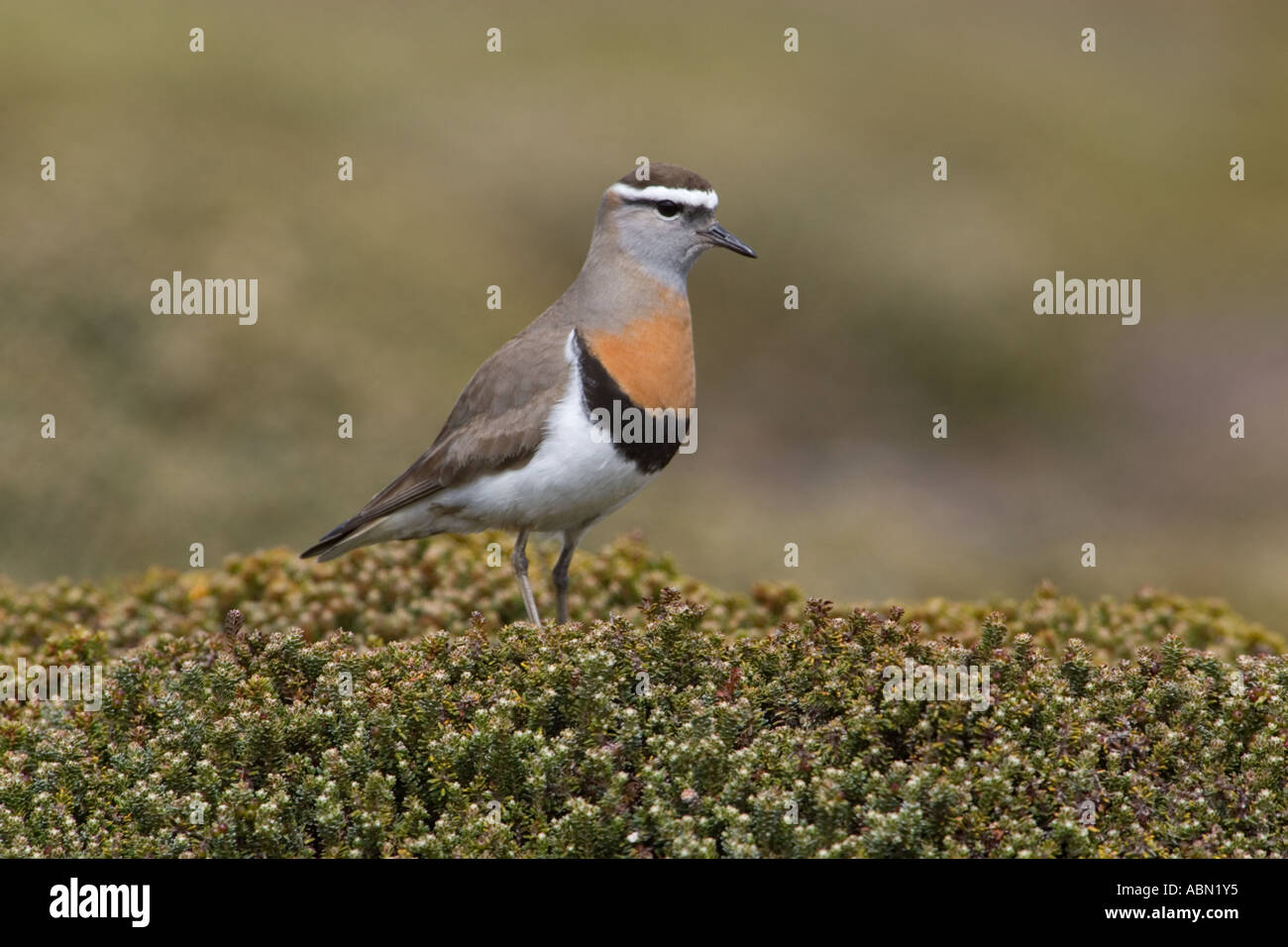 Birds diddle hi-res stock photography and images - Alamy