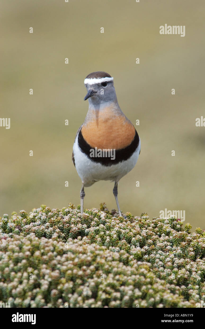 Rufous chested Dotterel Adult male on Diddle dee plant Stock Photo - Alamy