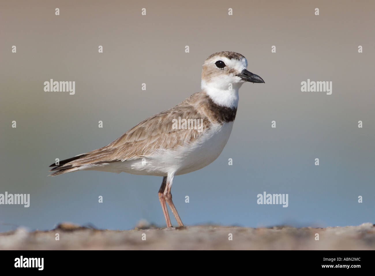Wilson s Plover Stock Photo - Alamy