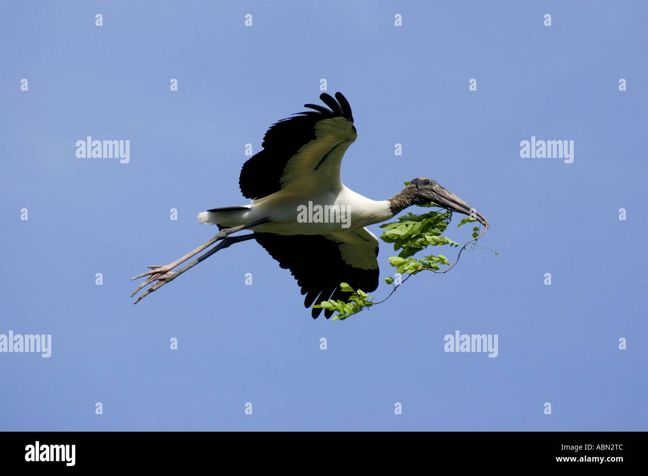 Wood Stork Adult bird in flight coming in to land with nesting material ...