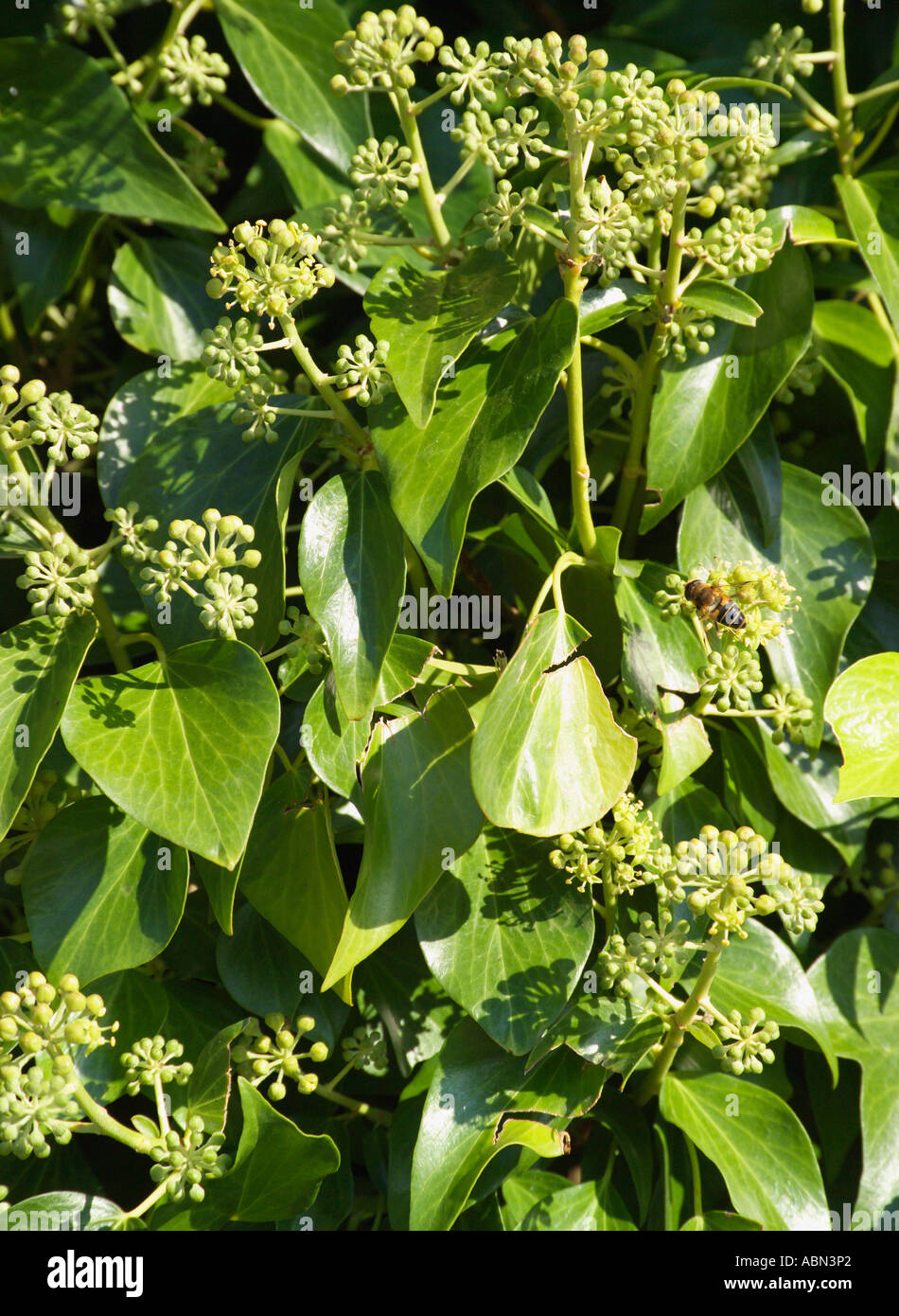 Hoverfly on flowering ivy Stock Photo - Alamy