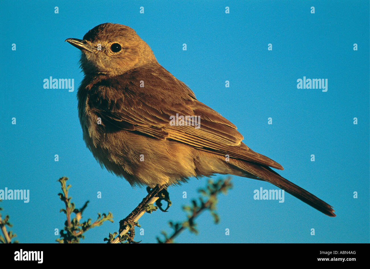 Ant eating Chat Myrmecochichla formicivore Kalahari Gemsbok National ...