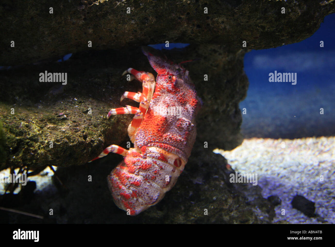 Caribbean slipper lobster hi-res stock photography and images - Alamy