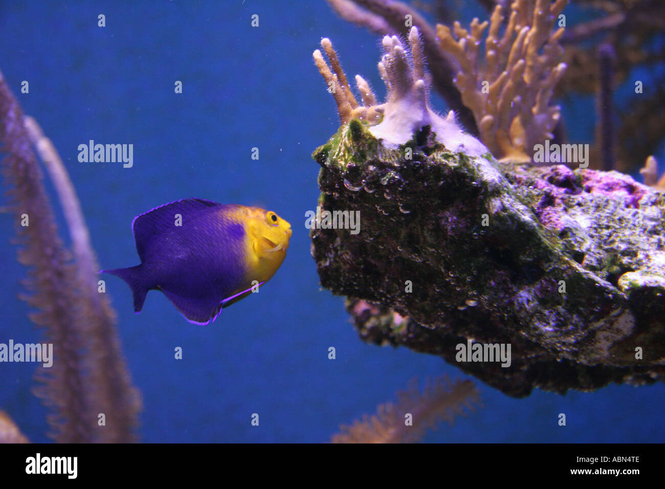 Cherub fish hi-res stock photography and images - Alamy