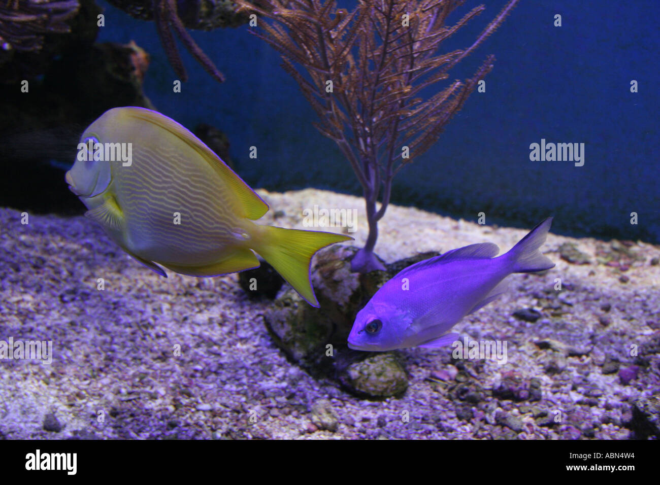 Blue Tang, (Juv.) & Blue Hamlet Stock Photo - Alamy