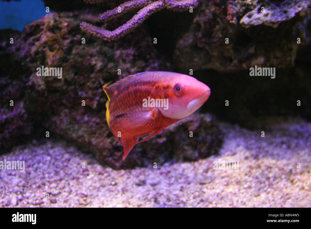 Cuban hogfish hi-res stock photography and images - Alamy