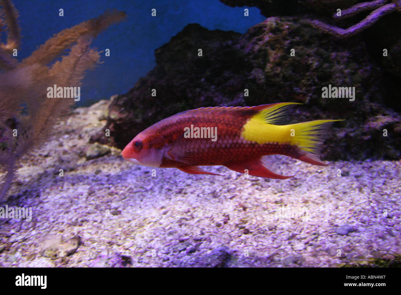 Cuban hogfish hi-res stock photography and images - Alamy