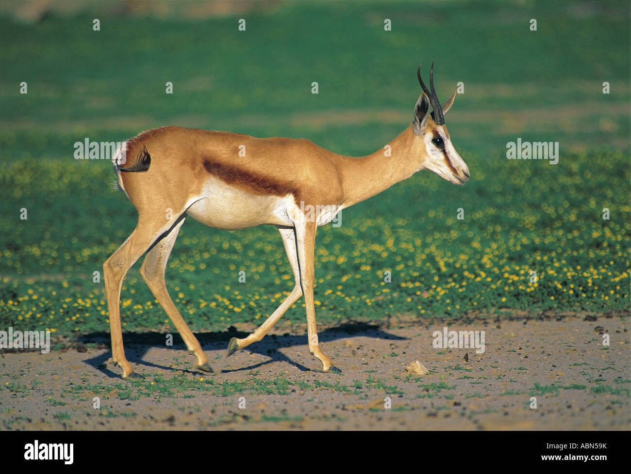 Springbok flowers hi-res stock photography and images - Alamy