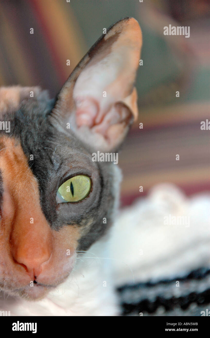 Calico skin hi-res stock photography and images - Alamy