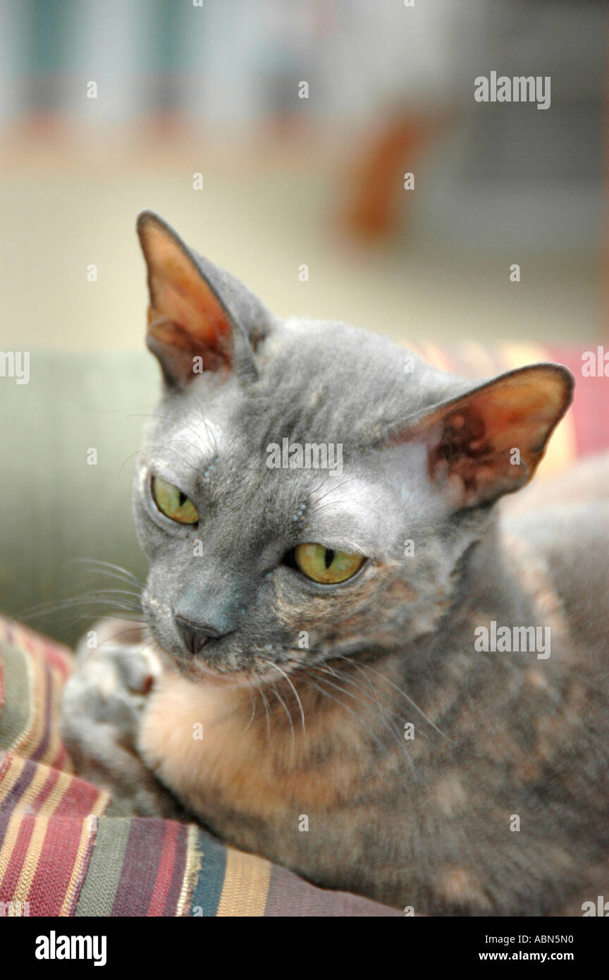 Gray Blue Cornish Rex breed of cat with short hair and yellow eyes ...