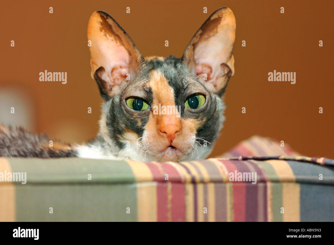 Calico Cat Breeds High Resolution Stock Photography and Images - Alamy