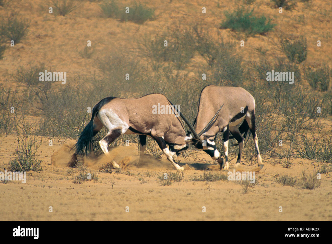Gemsbok fighting Kalahari National Park South Africa Stock Photo - Alamy