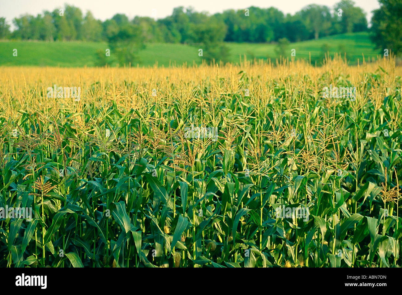 Cornfield, Ontario, Canada Stock Photo - Alamy