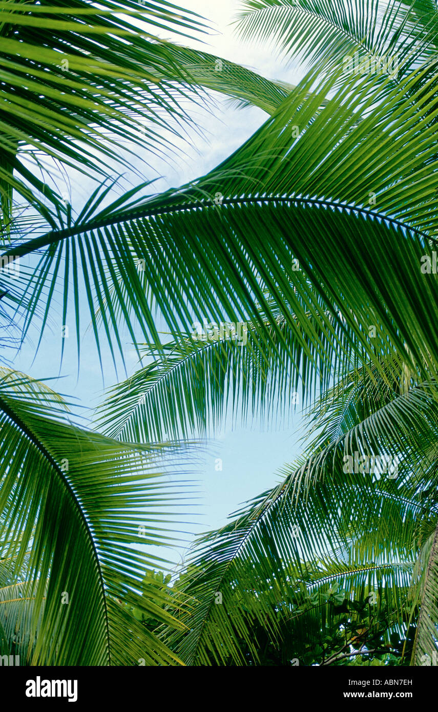 Palm Trees, Costa Rica Stock Photo - Alamy