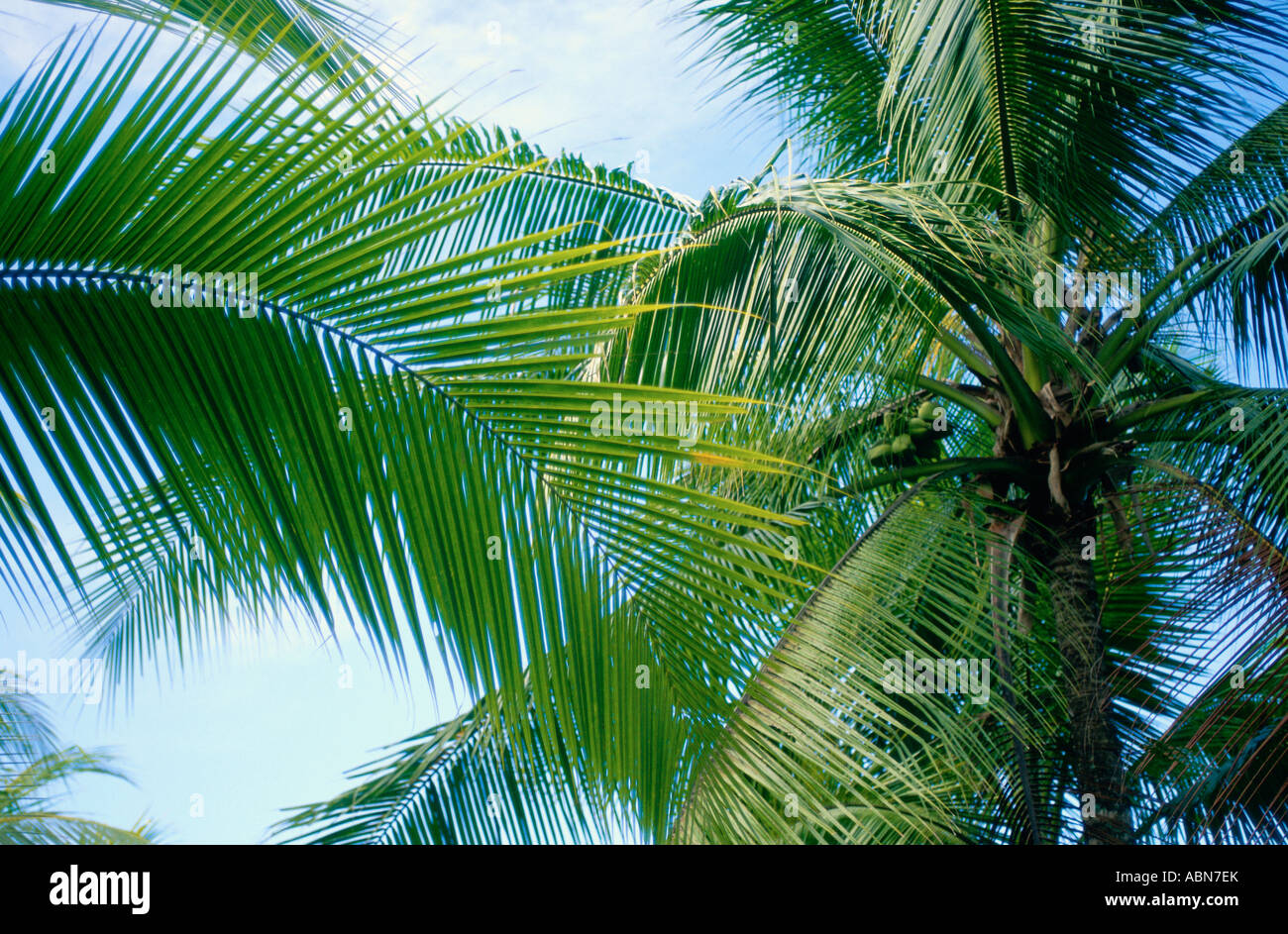 Palm Trees, Costa Rica Stock Photo - Alamy