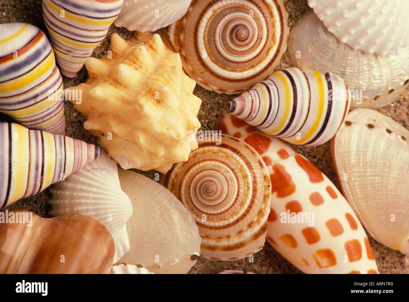 Sea Shells California United States of America Stock Photo - Alamy