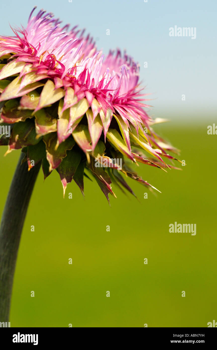 Stalk without flower hi-res stock photography and images - Alamy