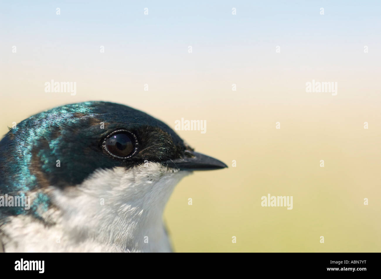 Bird eye close up hi-res stock photography and images - Alamy
