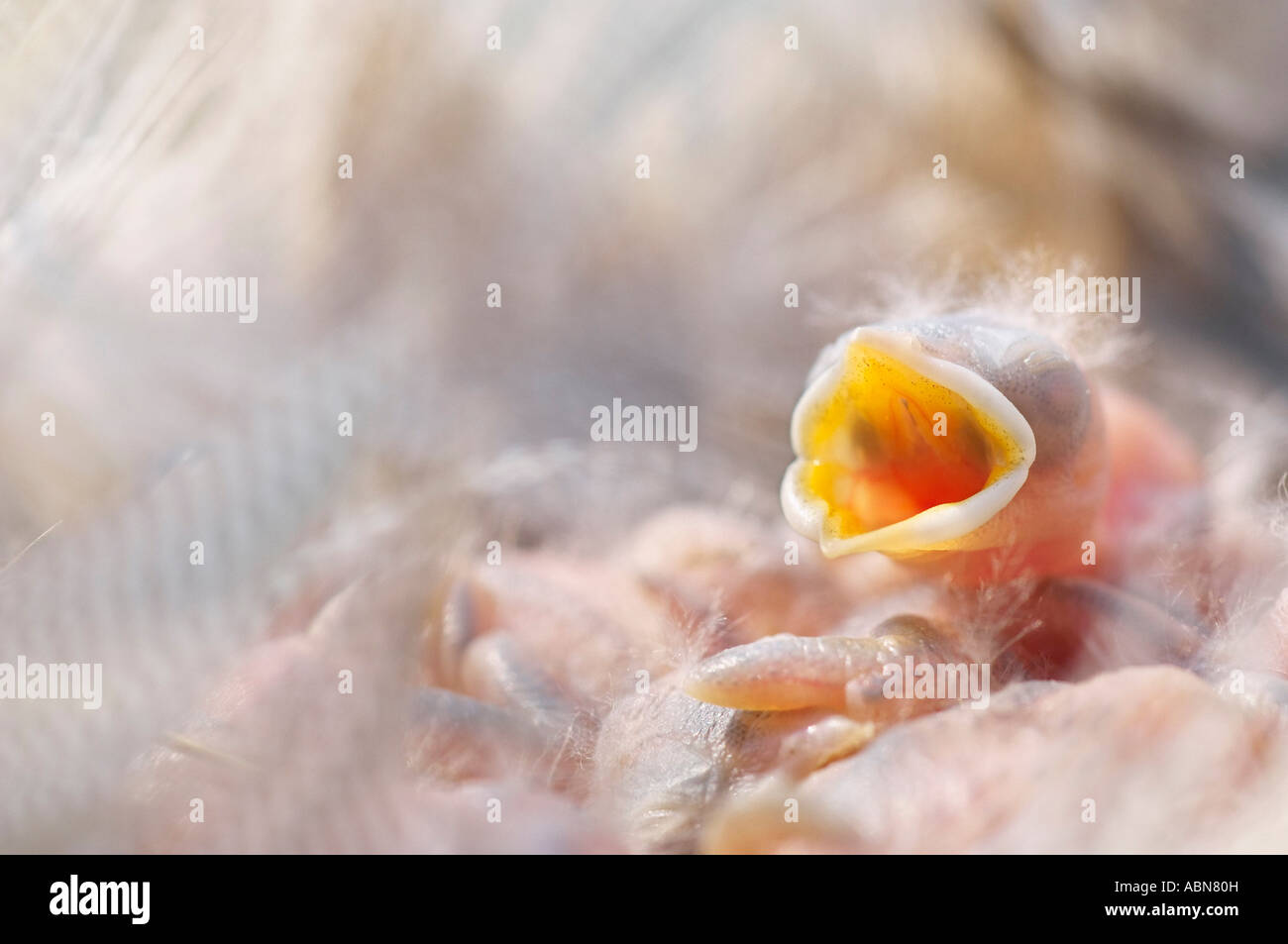 Baby Tree Swallows in Nest, Waiting for Food Stock Photo - Alamy