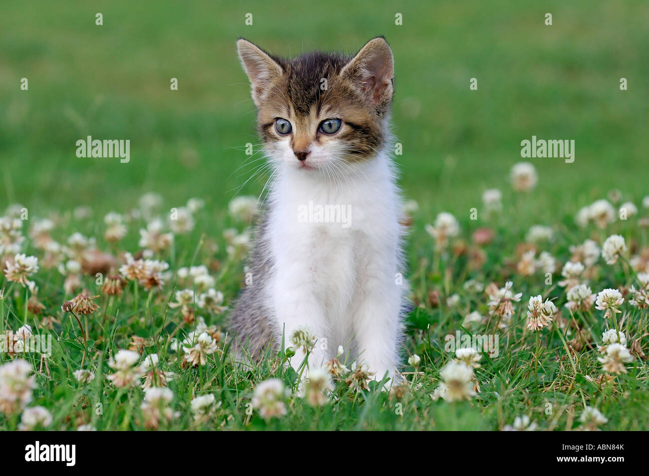 Portrait of Kitten Stock Photo - Alamy