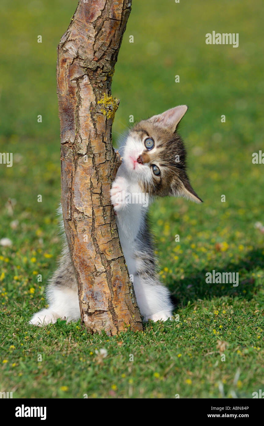 Portrait of Kitten Stock Photo - Alamy
