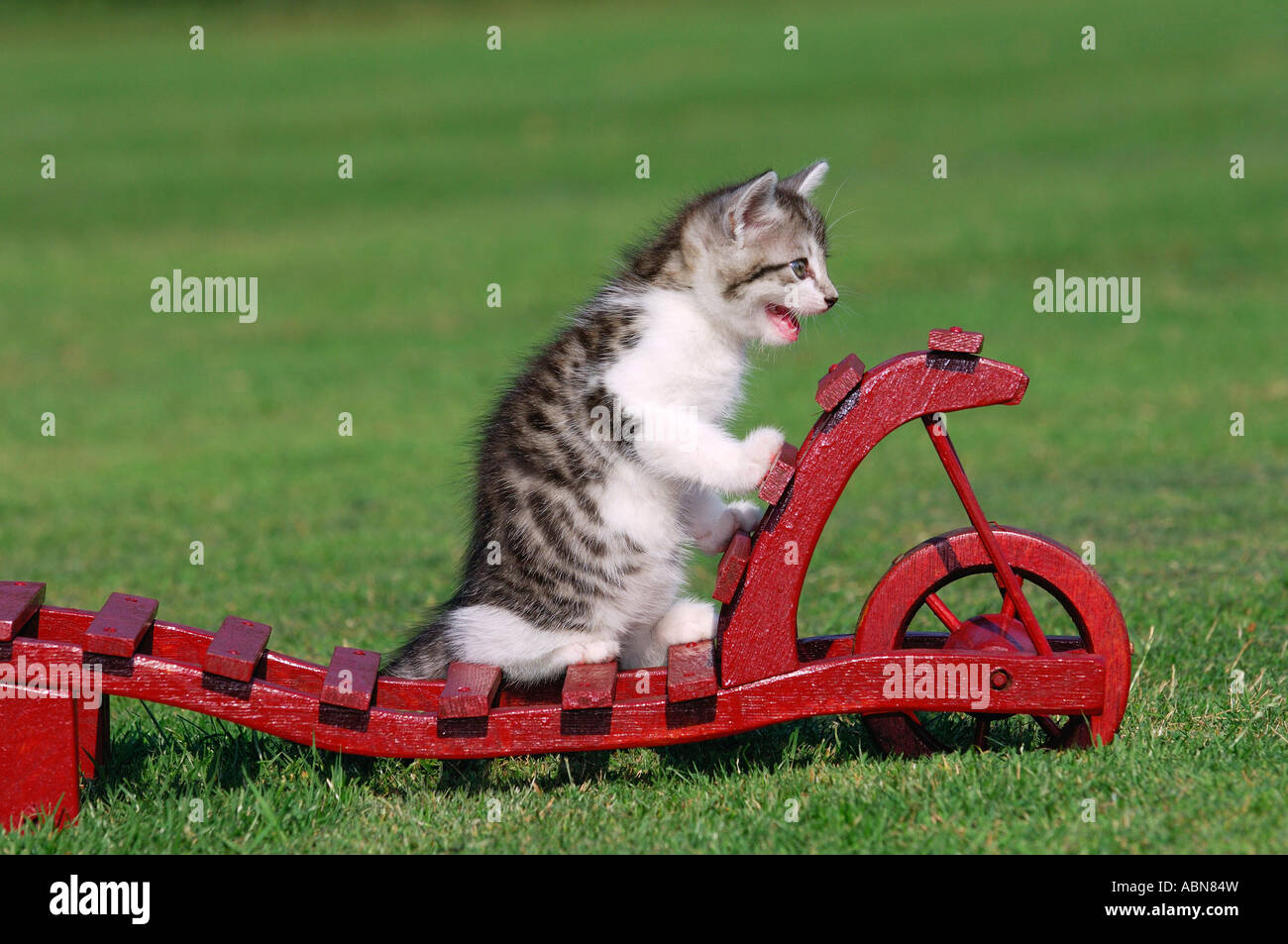 Domestic cat wheelbarrow hi-res stock photography and images - Alamy