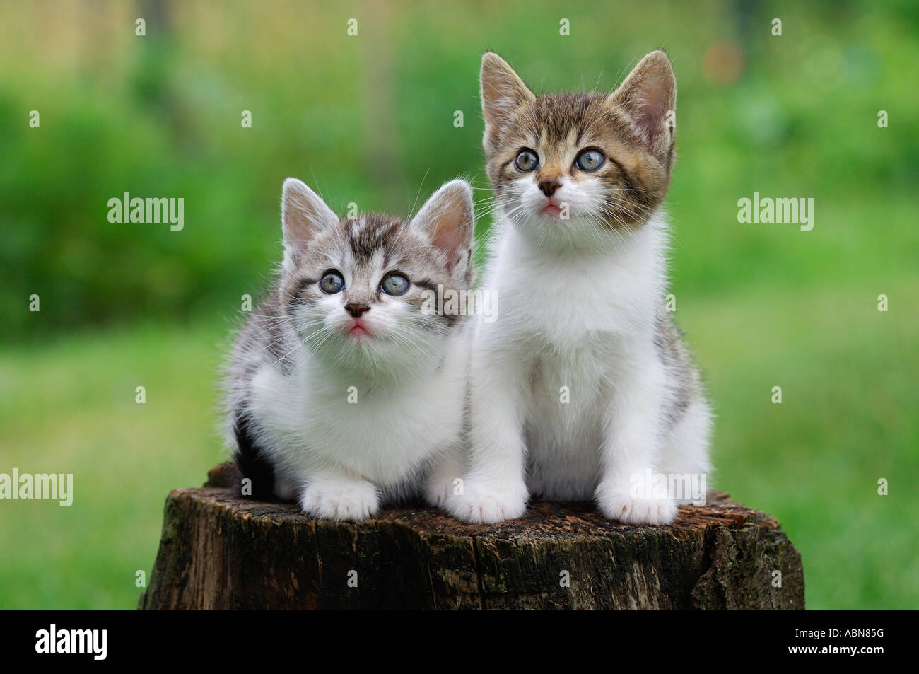 Portrait of Kittens Stock Photo - Alamy