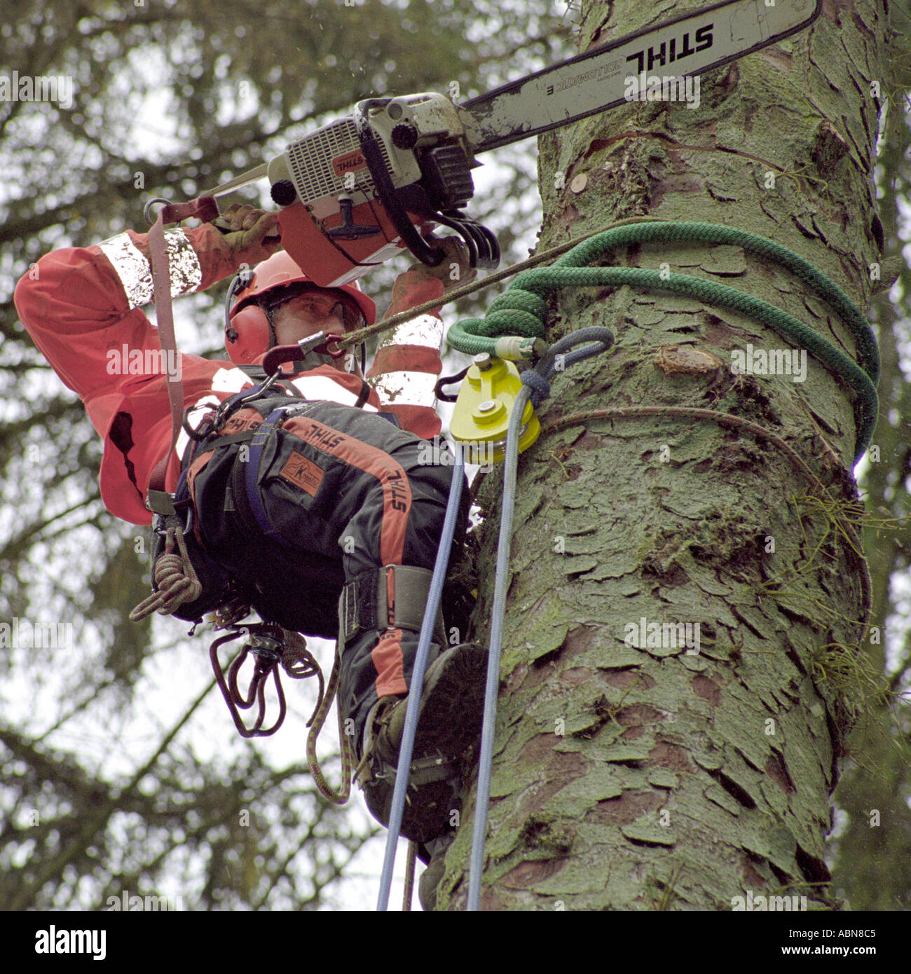 Tree Surgeon high up a tree cutting tree with chain saw Stock Photo - Alamy