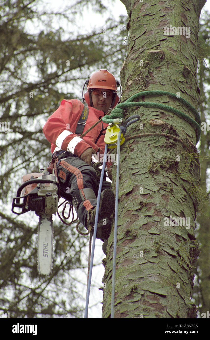Tree Surgeon high up a tree cutting tree with chain saw Stock Photo - Alamy