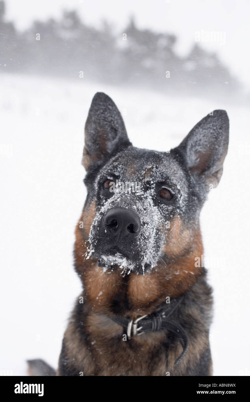 Snow Covering Its Head High Resolution Stock Photography and Images - Alamy