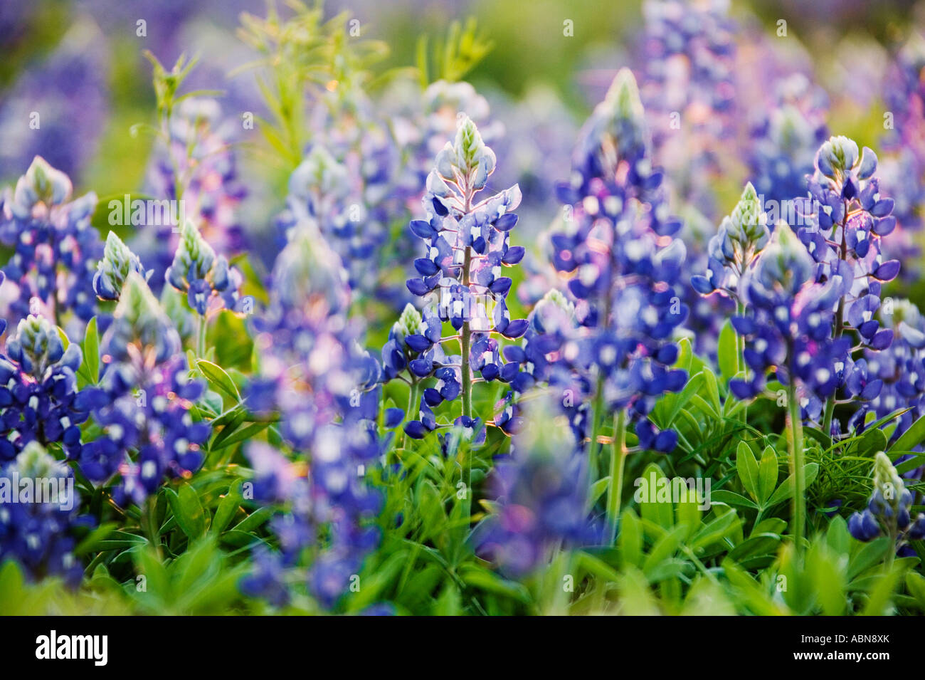 Texas Bluebonnets, Marble Falls, Texas, USA Stock Photo - Alamy