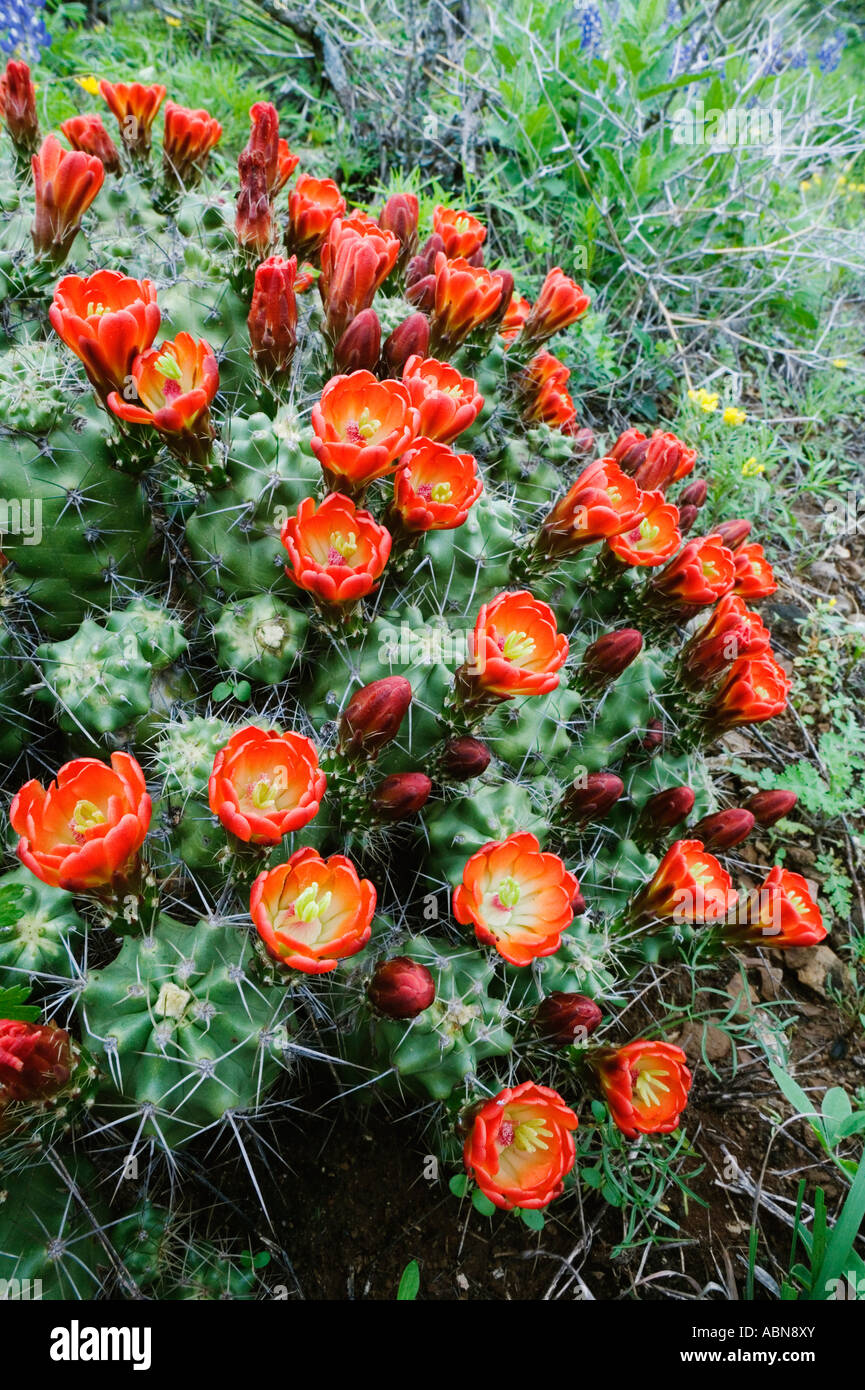 Claret Cup Cactus, Texas Hill Country, Texas, USA Stock Photo - Alamy