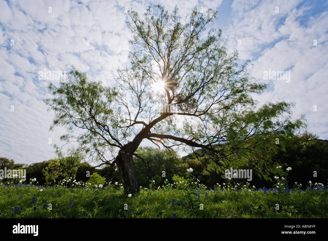 Trees Of Texas Hill Country at Sophia Wiseman blog