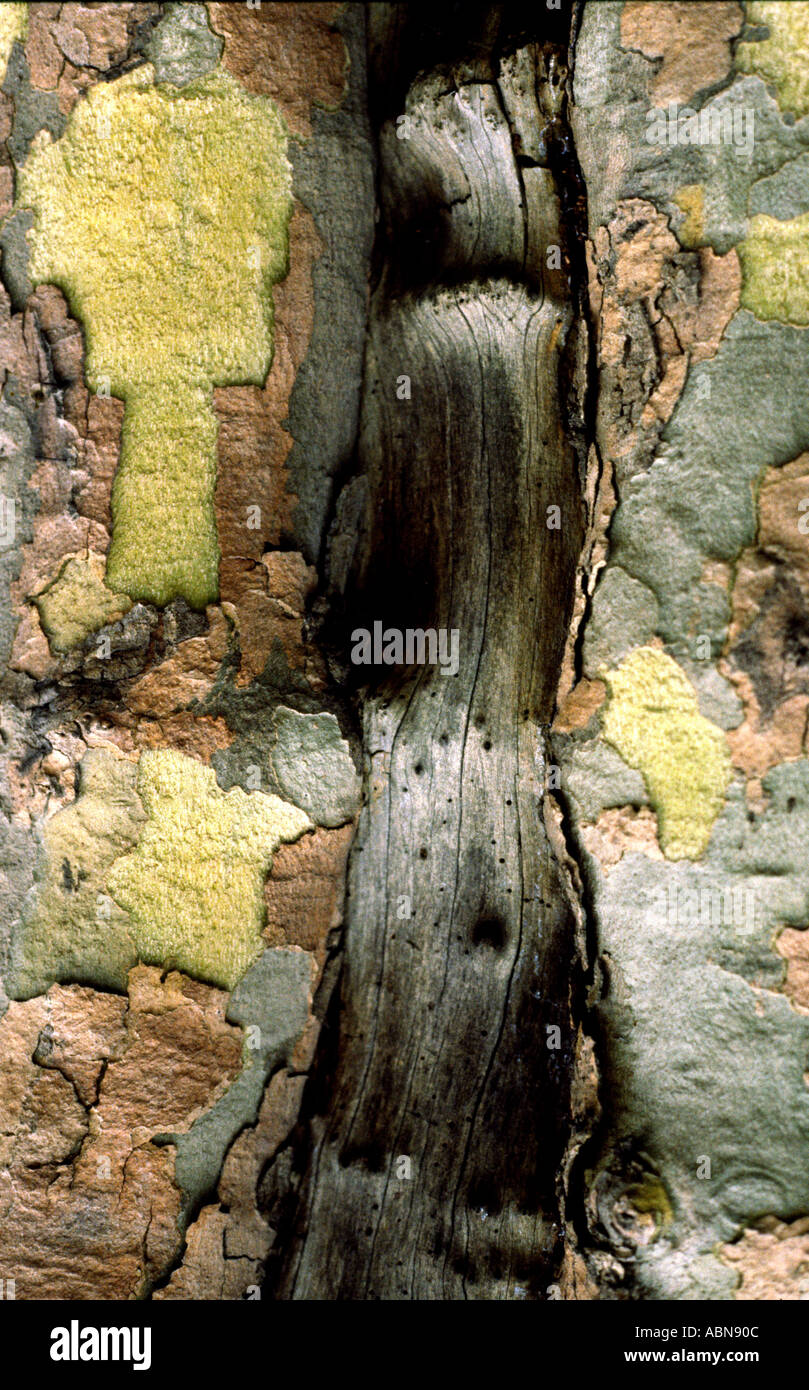 Beech tree bark close up hi-res stock photography and images - Alamy