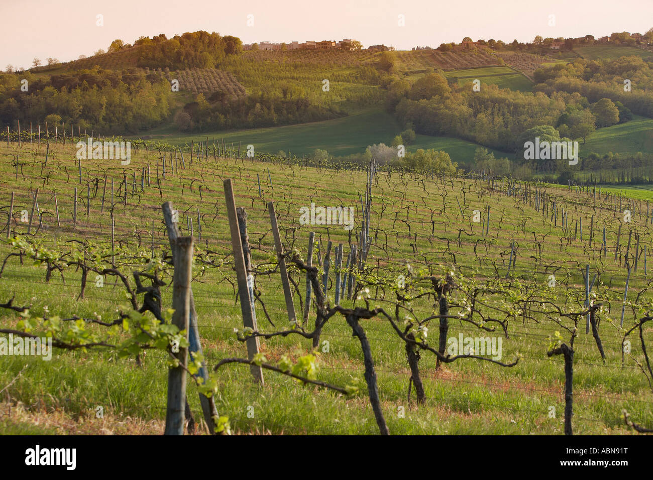 Landscape, Monaciano, Tuscany, Italy Stock Photo - Alamy