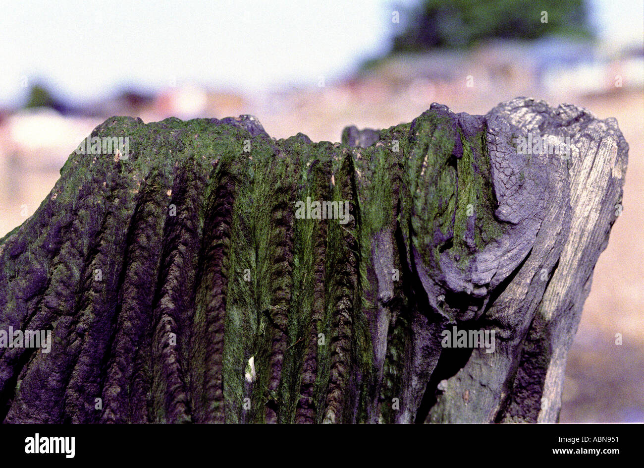 Tree stump on beach Stock Photo - Alamy